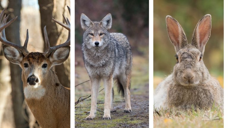 Animals on the Move - Manistee County Library